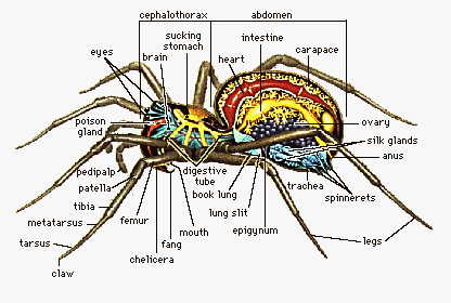 Spider Anatomy